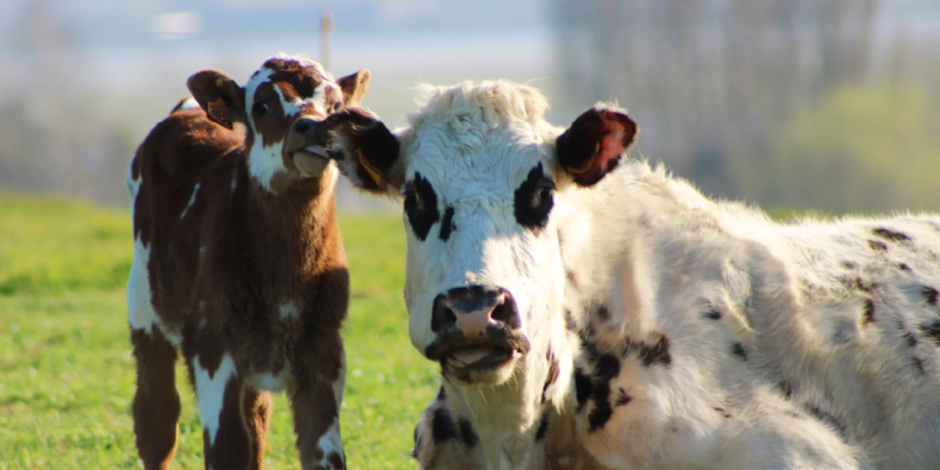 On vous emmène… découvrir la Ferme des Cara-Meuh ! | Tourisme à ...